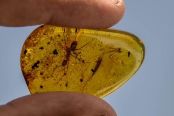 Inicio Conócenos Ámbar Contacto